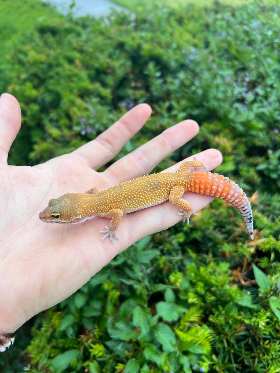 Geckos – Page 2 – Scales and Tails of Ohio