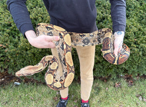 Adult Columbian Red-Tailed Boa Constrictor (Male) – Scales and Tails of ...