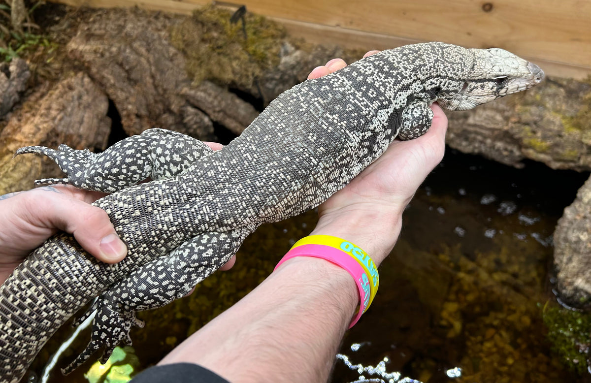 Adult Blue Tegu (Male) – Scales and Tails of Ohio