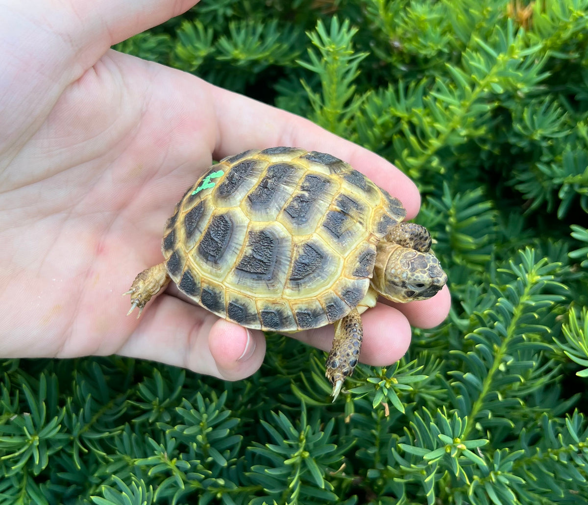 Baby Russian Tortoise (4) – Scales and Tails of Ohio