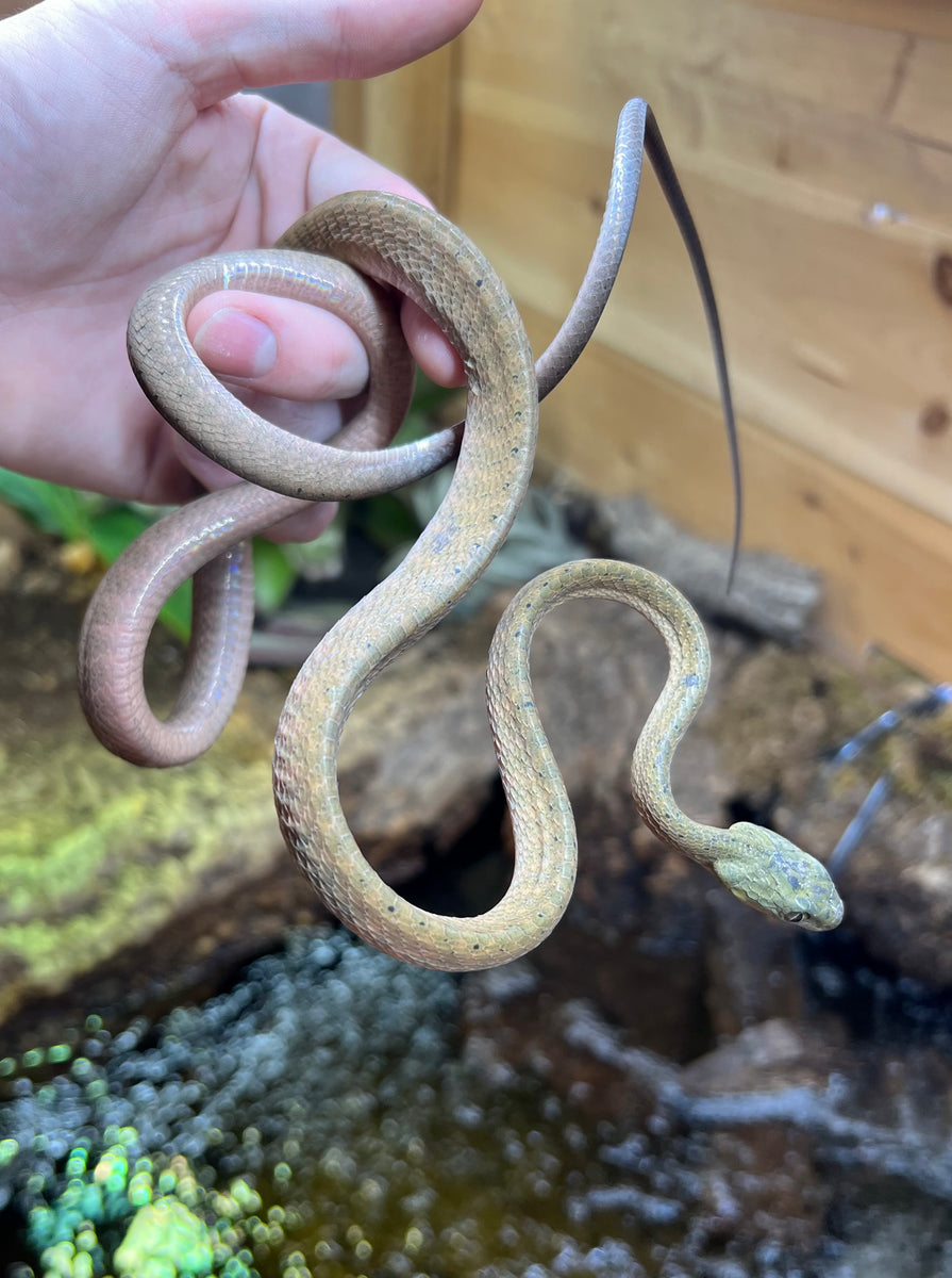 Sub-Adult Black Headed Cat Snake (Female 3) – Scales and Tails of Ohio