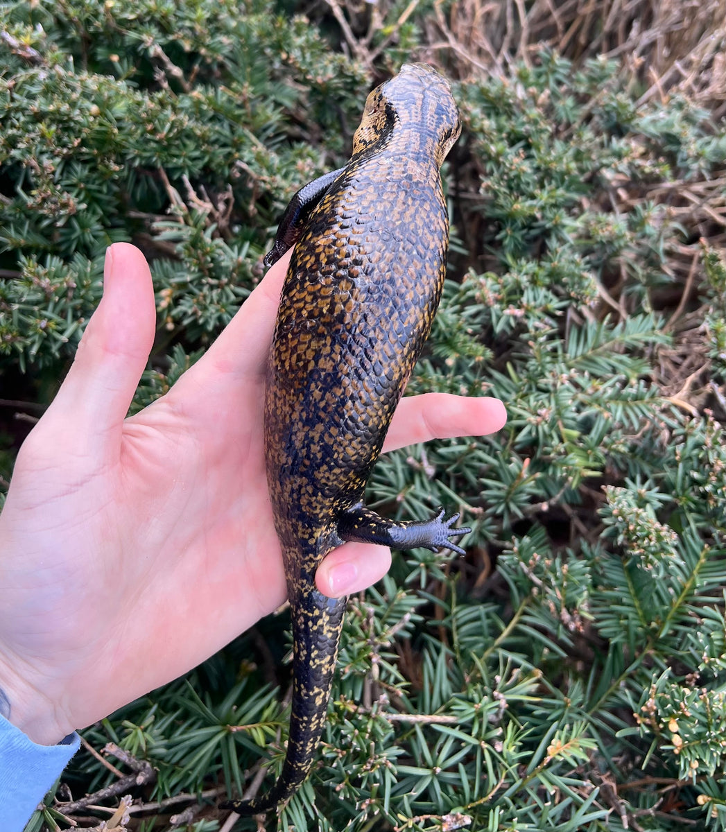 Adult New Guinea Blue Tongue Skink – Scales and Tails of Ohio