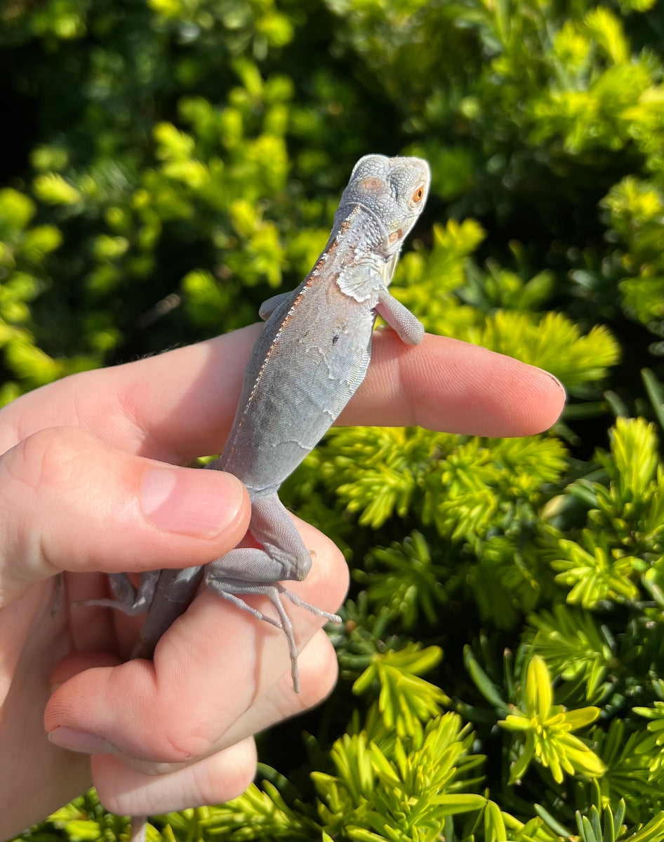Baby Platinum Grey Iguana – Scales and Tails of Ohio