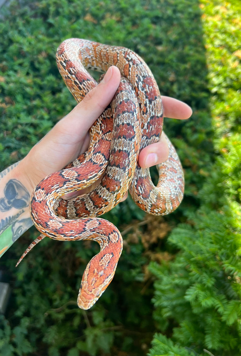 Adult Corn Snake (Male 1) – Scales and Tails of Ohio
