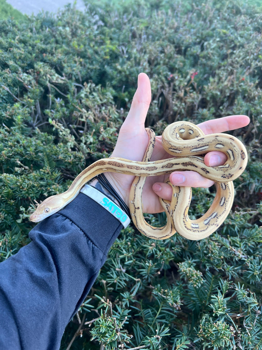 Baby Platinum Phantom Tiger poss het Albino Reticulated Python (Male ...