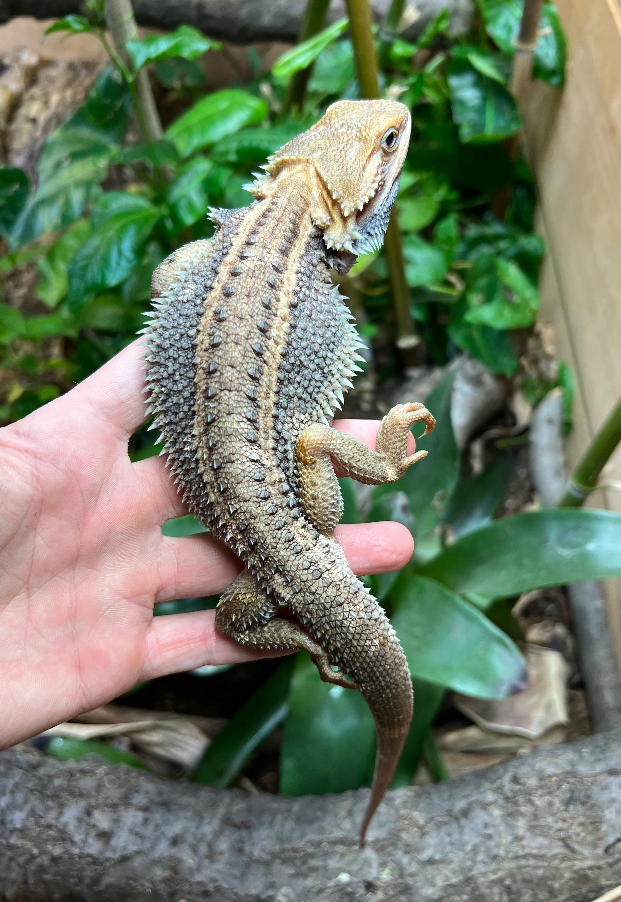 Bearded Dragons – Scales and Tails of Ohio