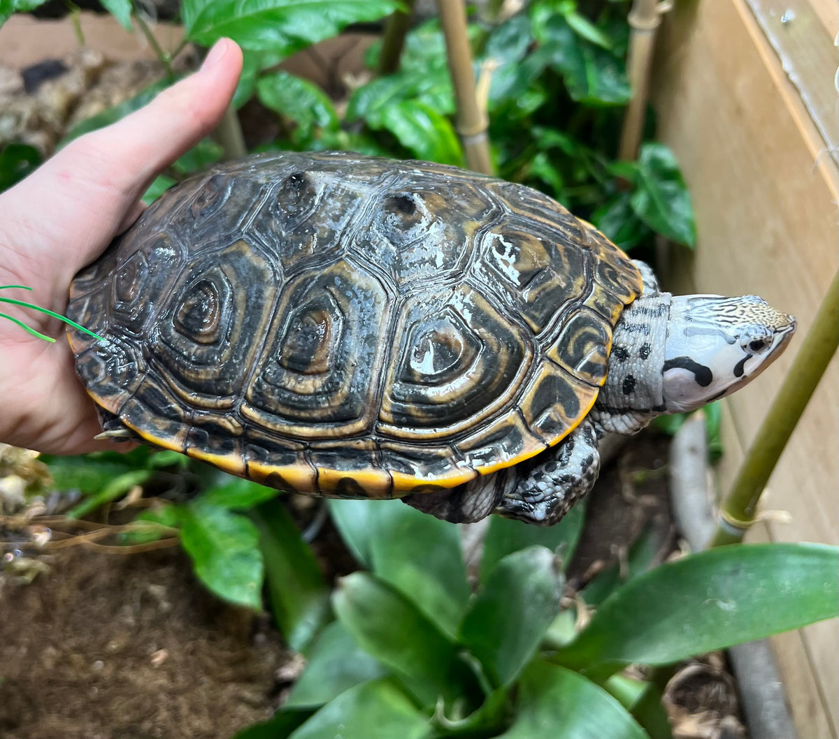 Adult Diamonback Terrapin (Female) – Scales and Tails of Ohio
