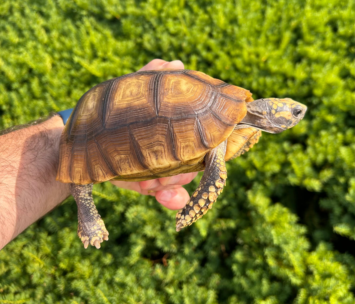 Small ‘High-Yellow’ Yellow-Foot Tortoise (5) – Scales and Tails of Ohio