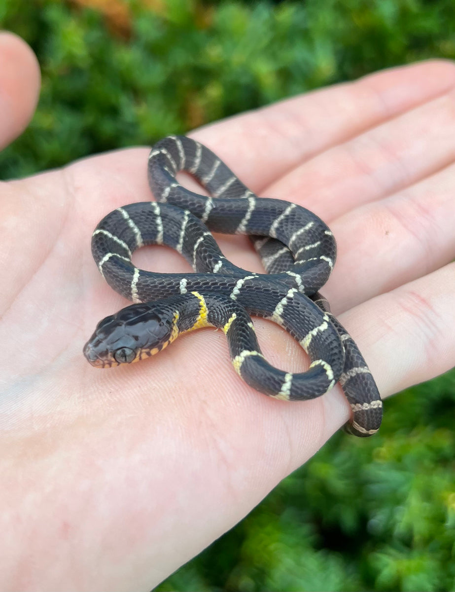 Baby DH(Caramel/Axanthic) Indonesian Mangrove Snake – Scales and Tails ...