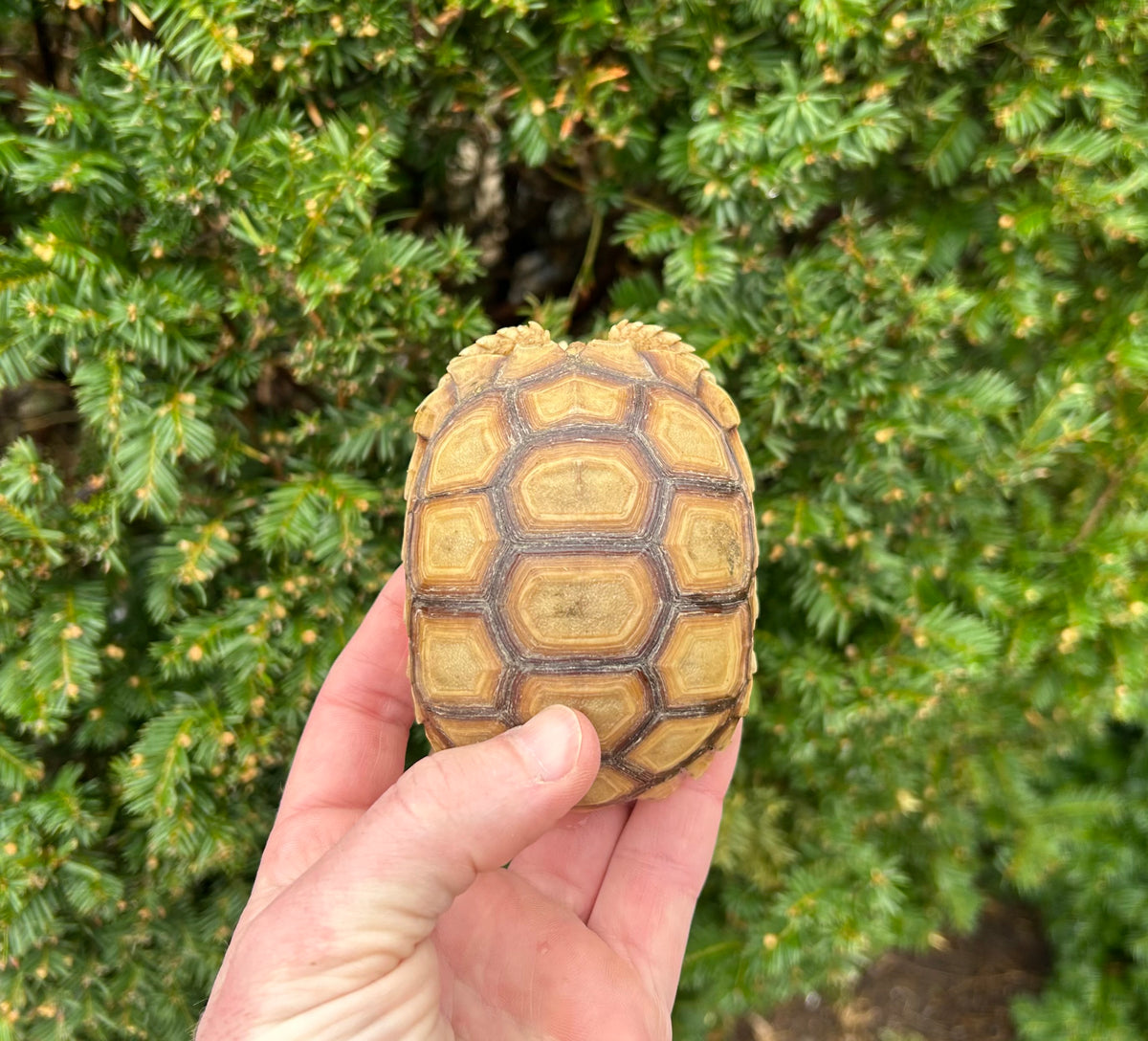 4”-5” Sulcata Tortoise (1) – Scales and Tails of Ohio