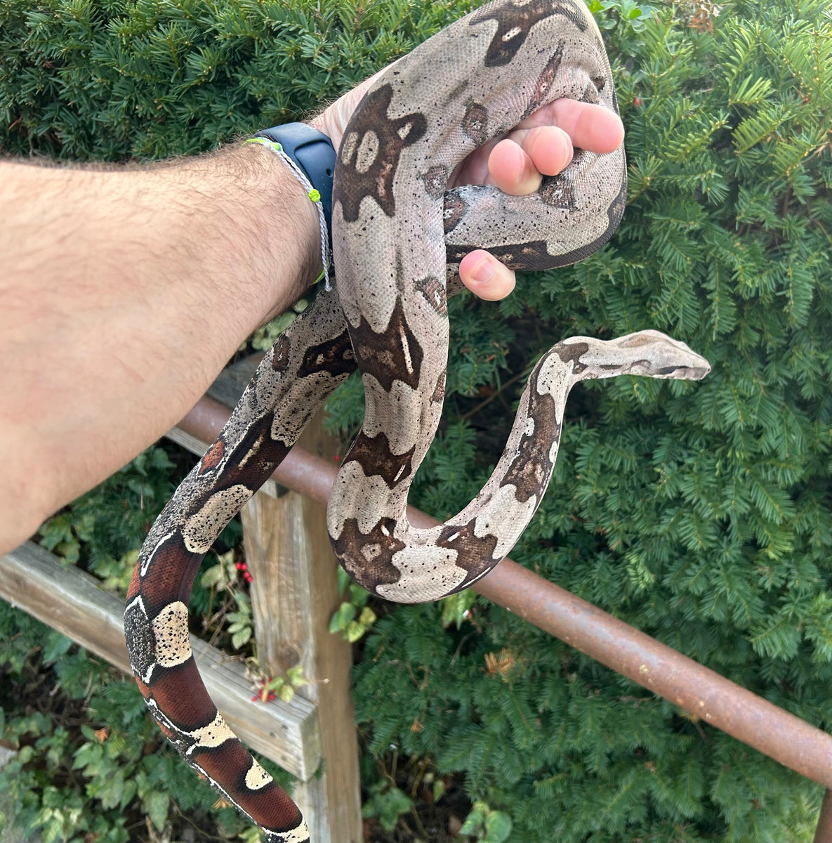 Sub-Adult Guyana Boa (Male) – Scales and Tails of Ohio