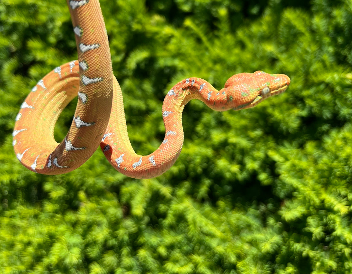 Yearling Emerald Tree Boa (2) – Scales and Tails of Ohio