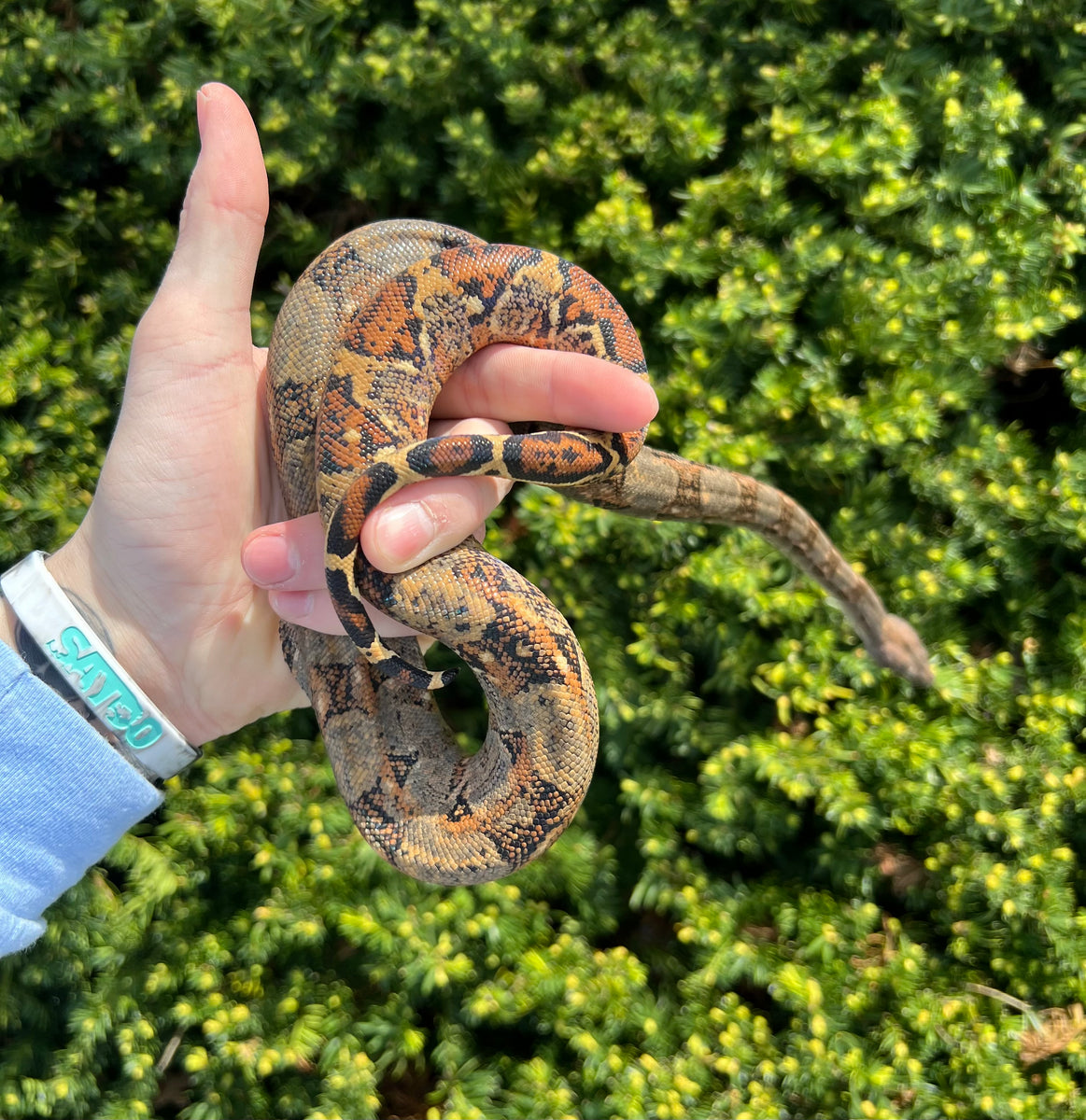 Juvenile Central American Boa (Male) – Scales and Tails of Ohio