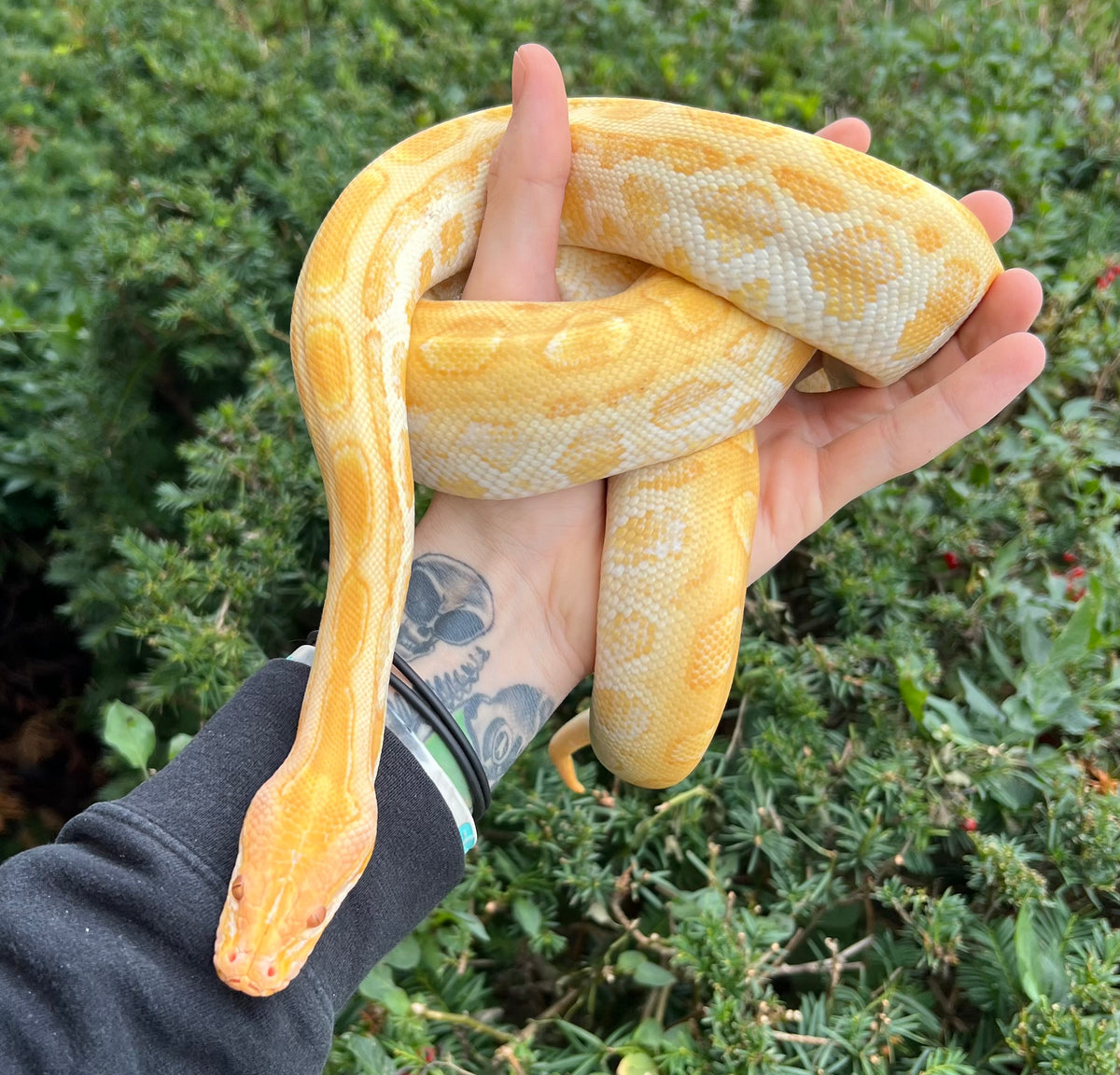 Juvenile Albino Burmese Python (Female) – Scales and Tails of Ohio