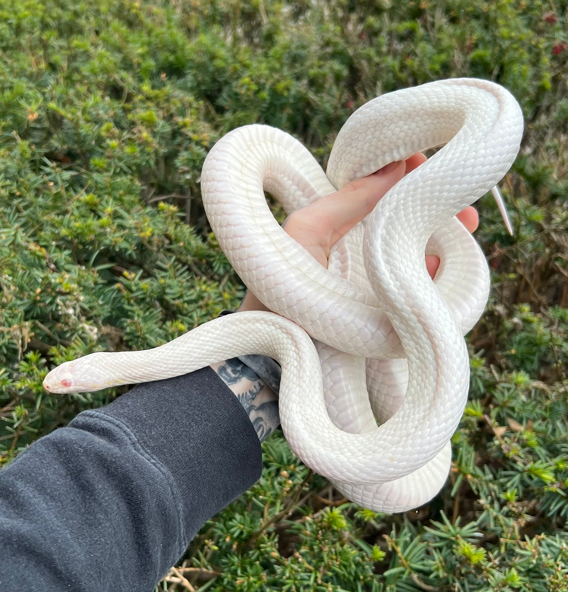 Adult Snow Corn Snake (Female) – Scales and Tails of Ohio