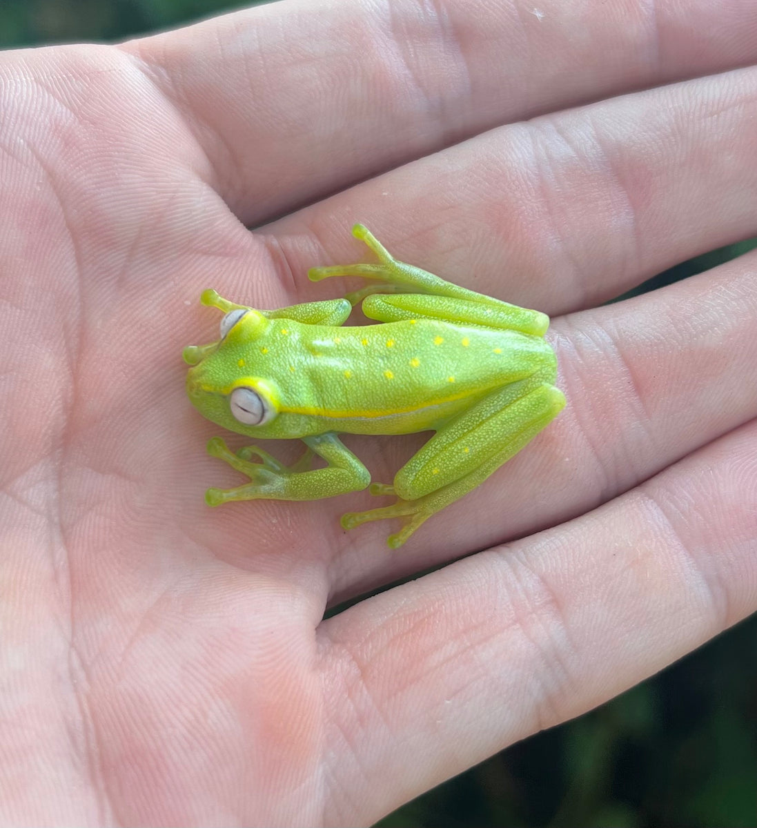 Giant Suriname Glass Tree Frog – Scales and Tails of Ohio