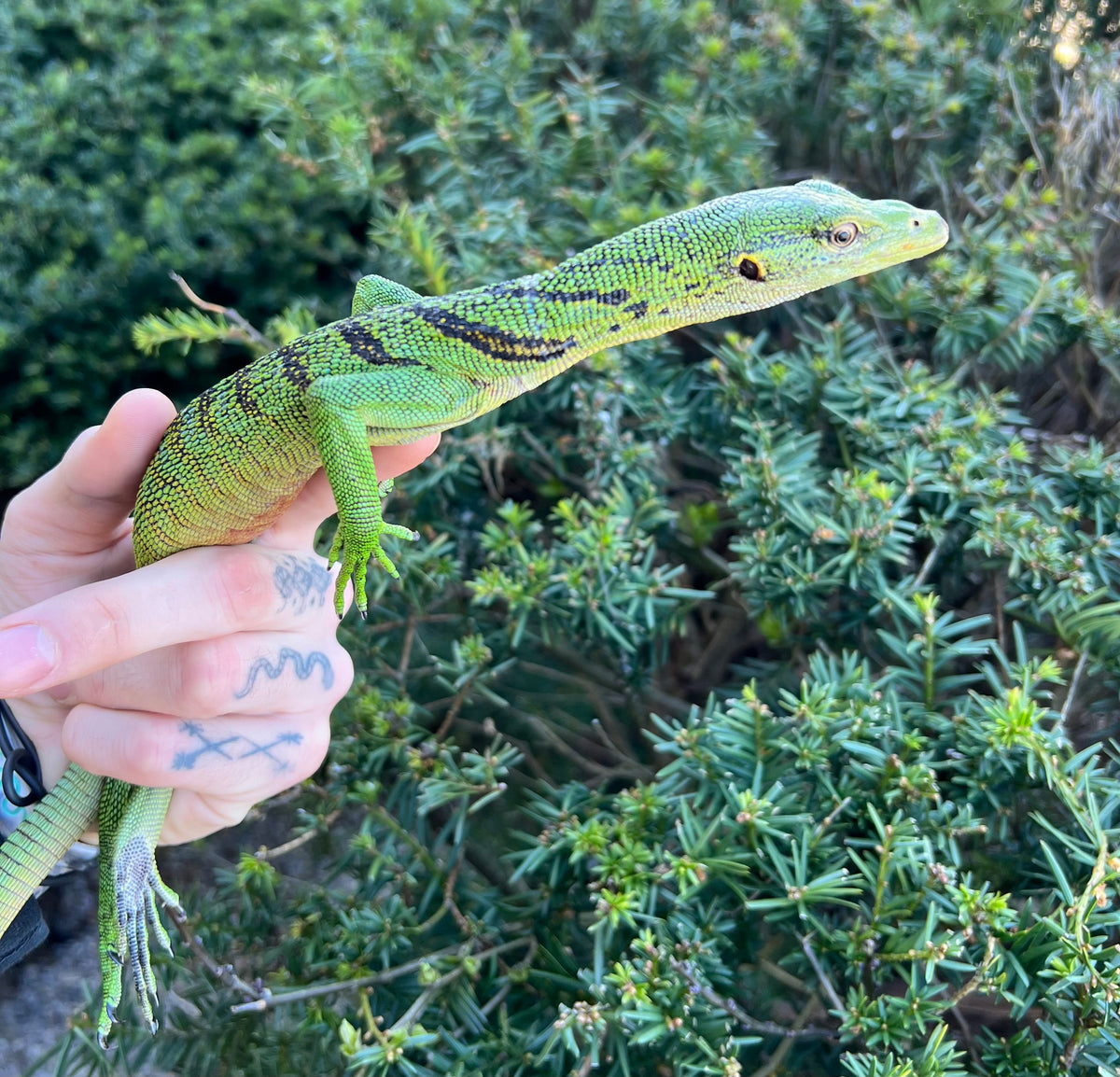 Adult Green Tree Monitor – Scales and Tails of Ohio