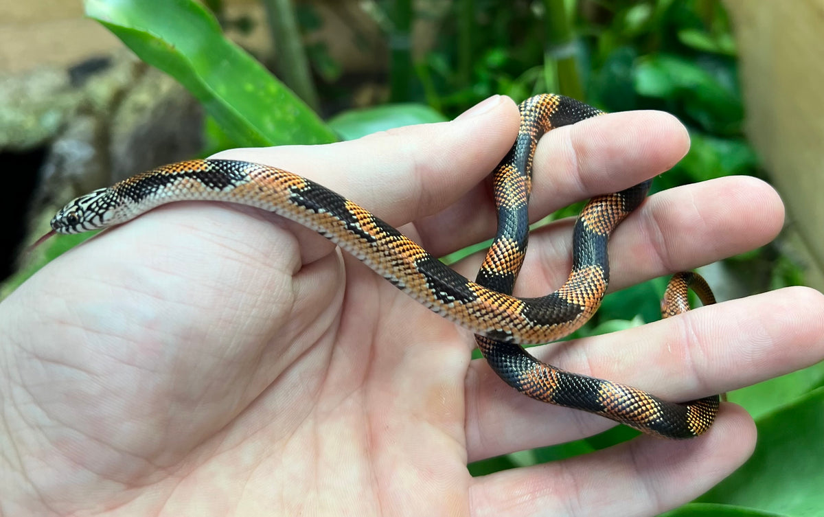 Baby Blotched Goini Kingsnake (Male 1) – Scales and Tails of Ohio