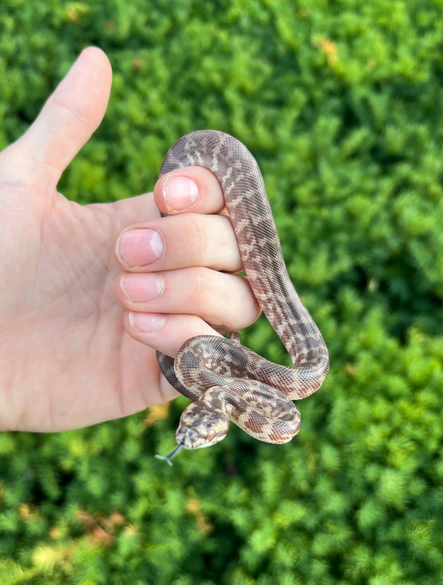 Baby Irian Jaya het Granite Carpet Python – Scales and Tails of Ohio