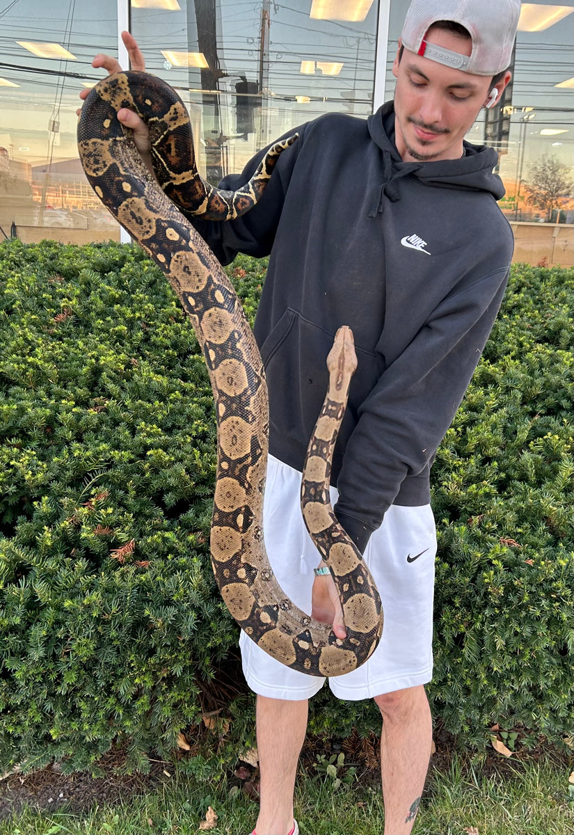 XL Adult Columbian Red-Tailed Boa Constrictor (Female) – Scales and Tails of Ohio