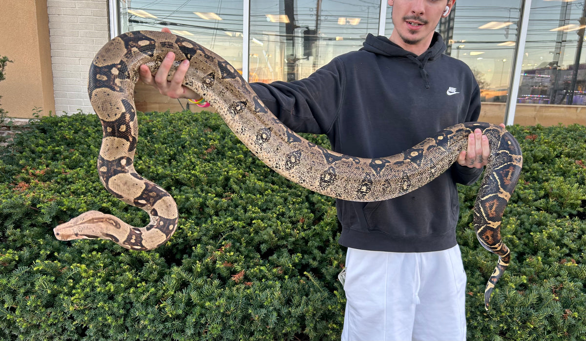 XL Adult Columbian Red-Tailed Boa Constrictor (Female) – Scales and ...