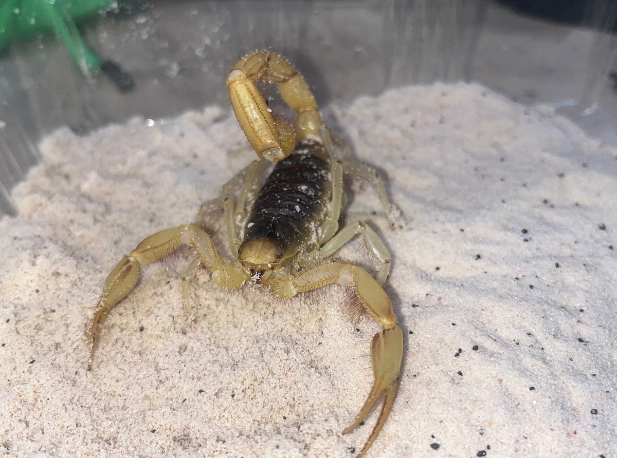 Desert Hairy Scorpion – Scales and Tails of Ohio