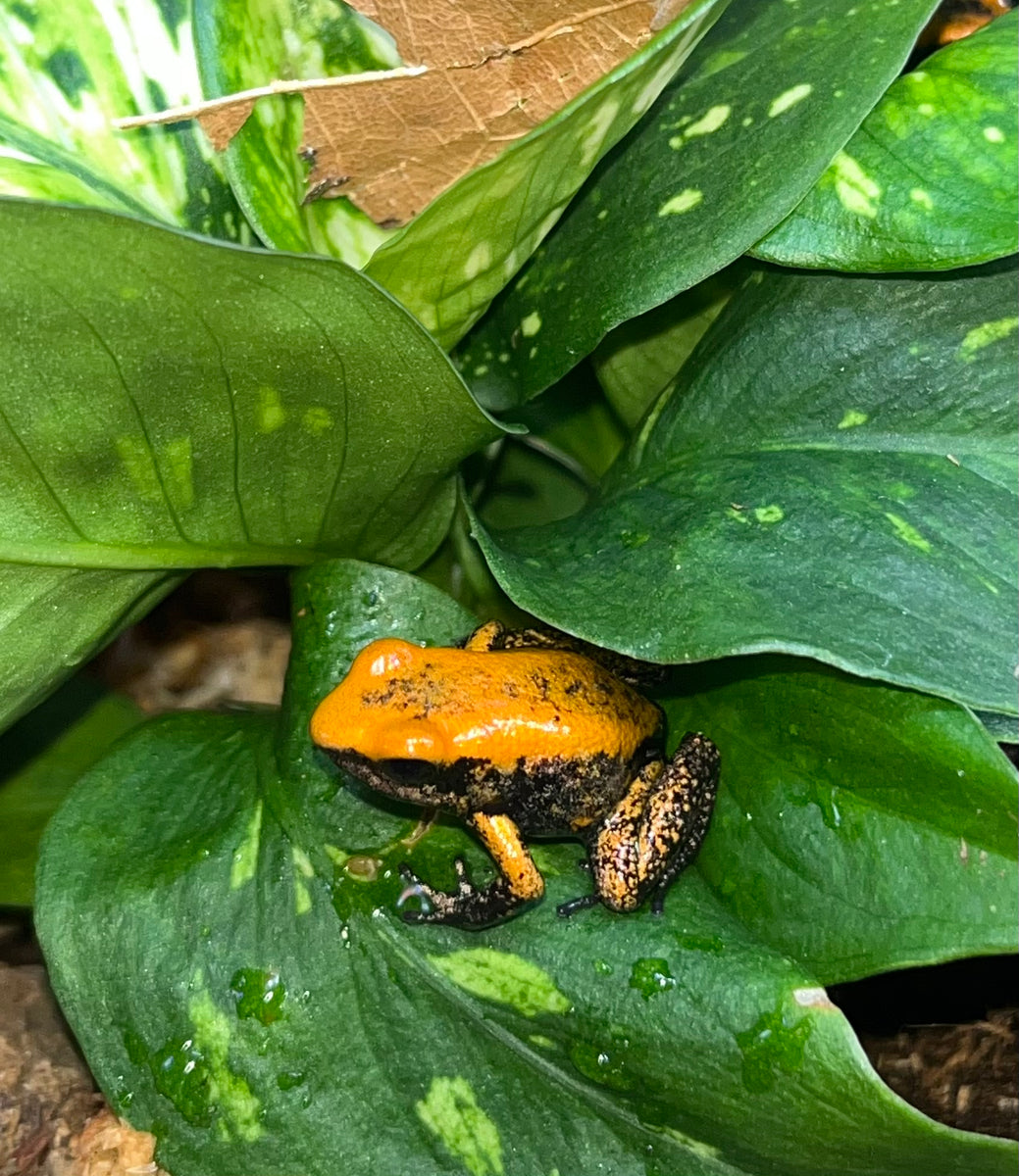 Black Foot Orange Terribilis Dart Frog – Scales and Tails of Ohio
