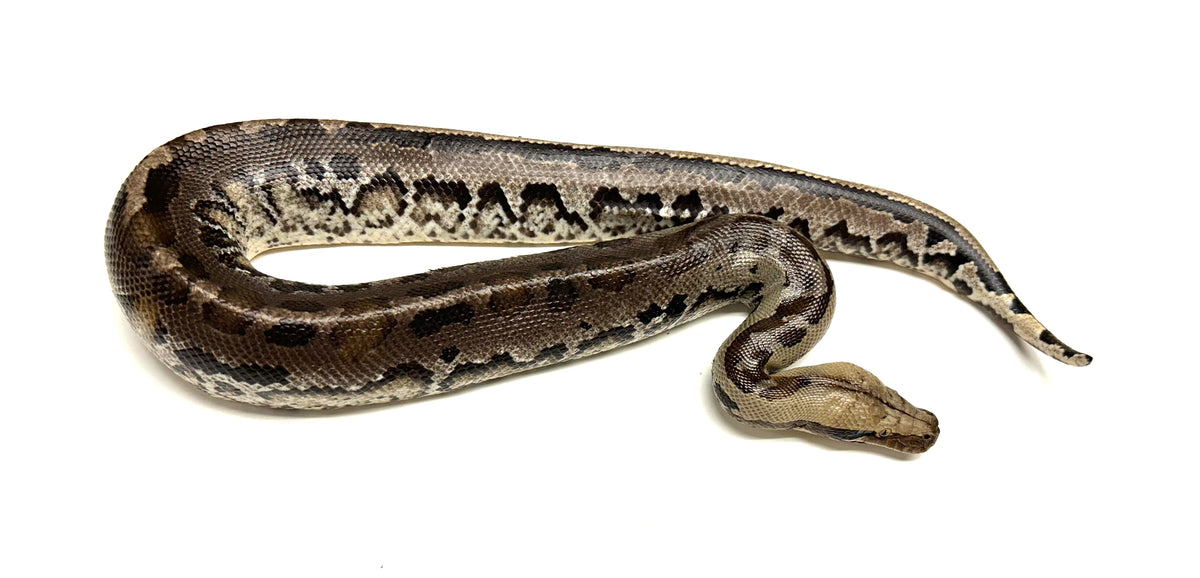 Juvenile Borneo Blood Python (Female) – Scales and Tails of Ohio