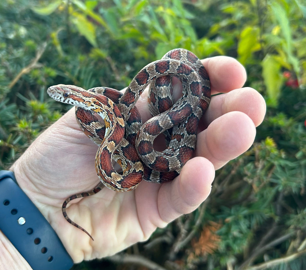 Juvenile Corn Snake – Scales and Tails of Ohio