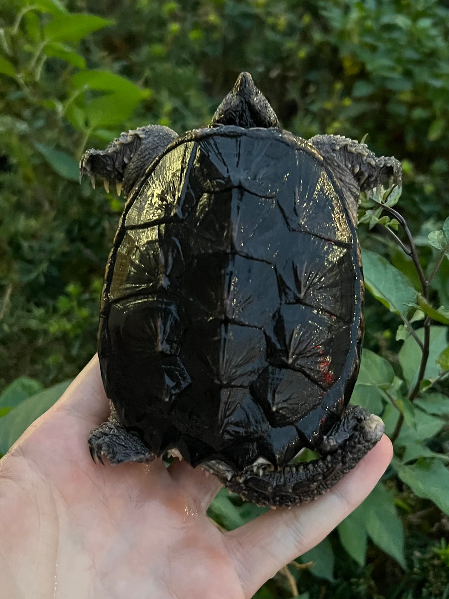Small Florida Snapping Turtle (nip-tail) – Scales and Tails of Ohio