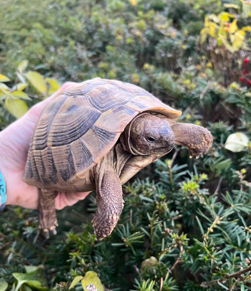 Adult Hermann’s Tortoise – Scales and Tails of Ohio