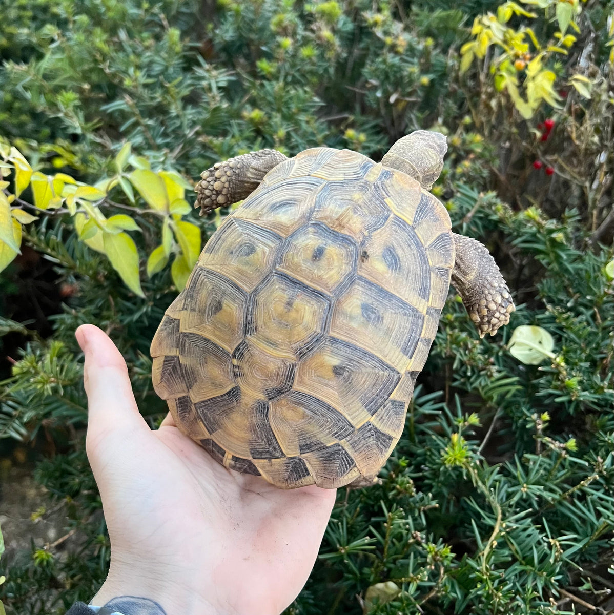 Adult Hermann’s Tortoise – Scales and Tails of Ohio