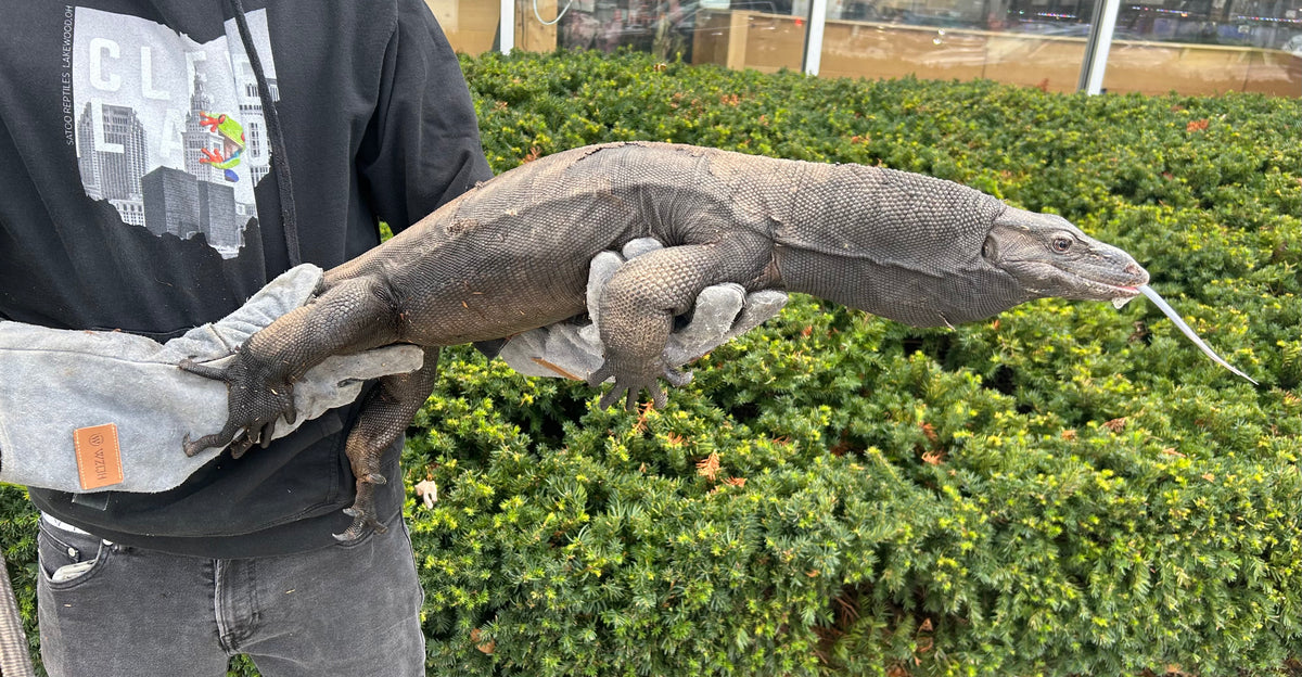 Adult Black Dragon Water Monitor (Male) – Scales and Tails of Ohio
