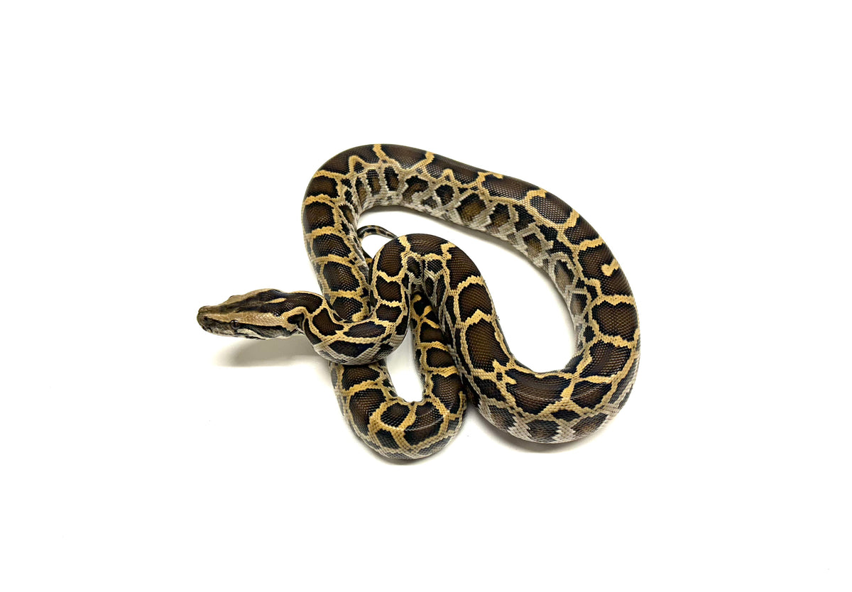 Juvenile Triple-Het Burmese Python (Albino, Granite, Hypo) (Female ...