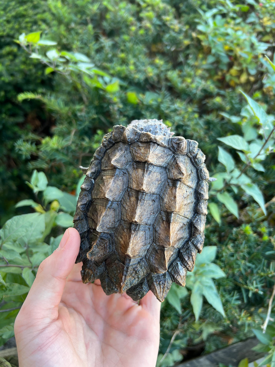 Small Alligator Snapping Turtle – Scales and Tails of Ohio