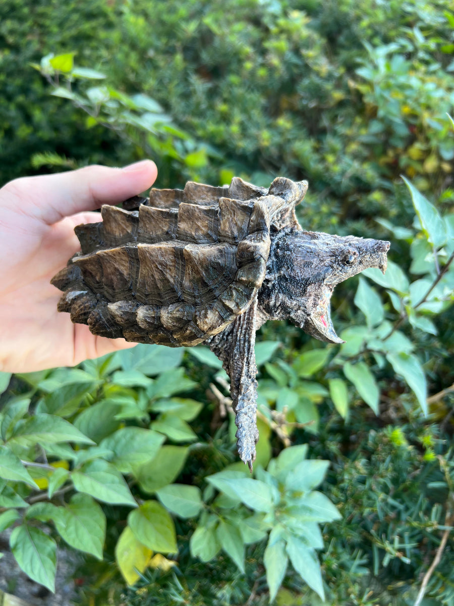 Small Alligator Snapping Turtle – Scales and Tails of Ohio