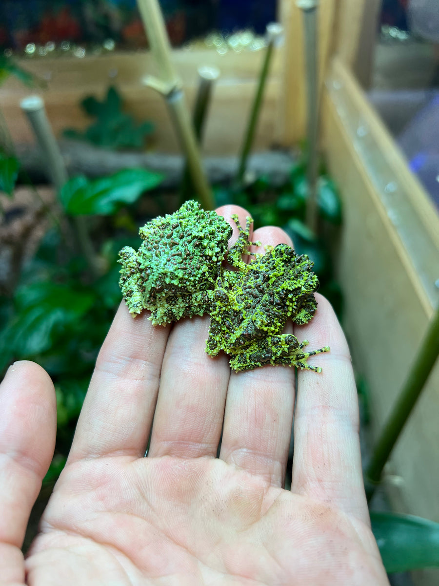 Sub-Adult Vietnamese Mossy Frog – Scales and Tails of Ohio