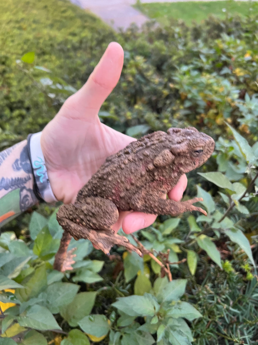 Medium Giant Asian River Toad – Scales and Tails of Ohio