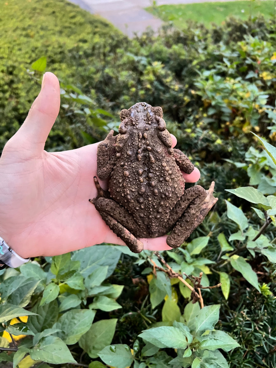 Medium Giant Asian River Toad – Scales and Tails of Ohio