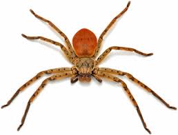 Cameroon Tiger Huntsman Spider – Scales and Tails of Ohio
