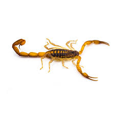 Striped Scorpion – Scales and Tails of Ohio