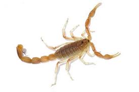 Bark Scorpion – Scales and Tails of Ohio