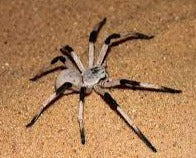 Desert Huntsman Spider – Scales and Tails of Ohio