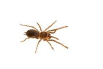 Quezon Blue Earth Tiger – Scales and Tails of Ohio