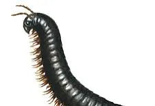 Giant American Millipede – Scales and Tails of Ohio
