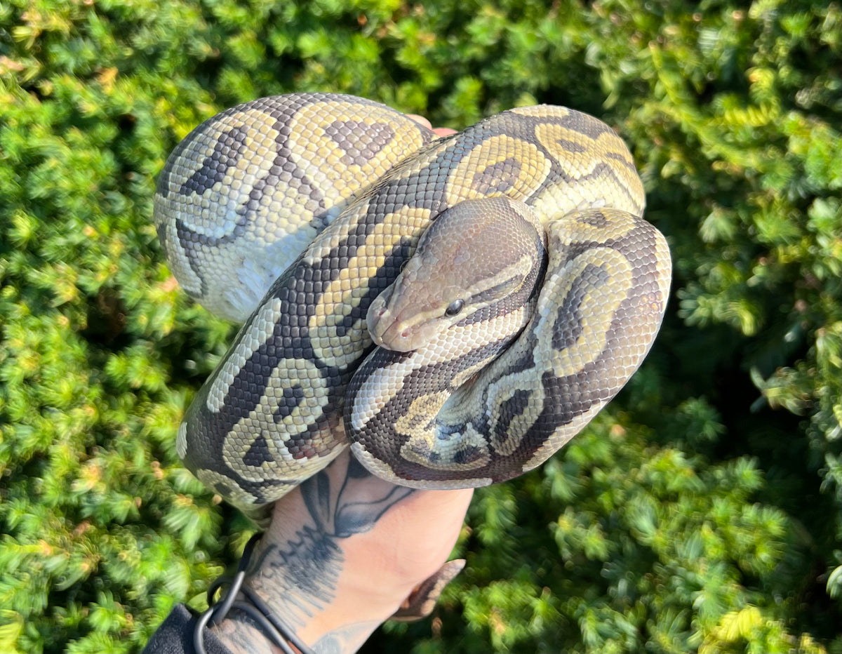 Adult Cinnamon Hypo Ball Python (Male) – Scales and Tails of Ohio