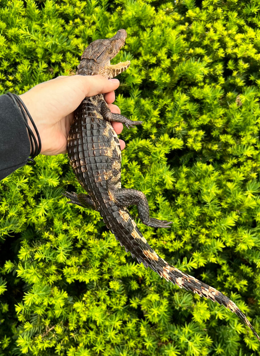 Small Cuvier's Dwarf Caiman (12”-15”) – Scales and Tails of Ohio
