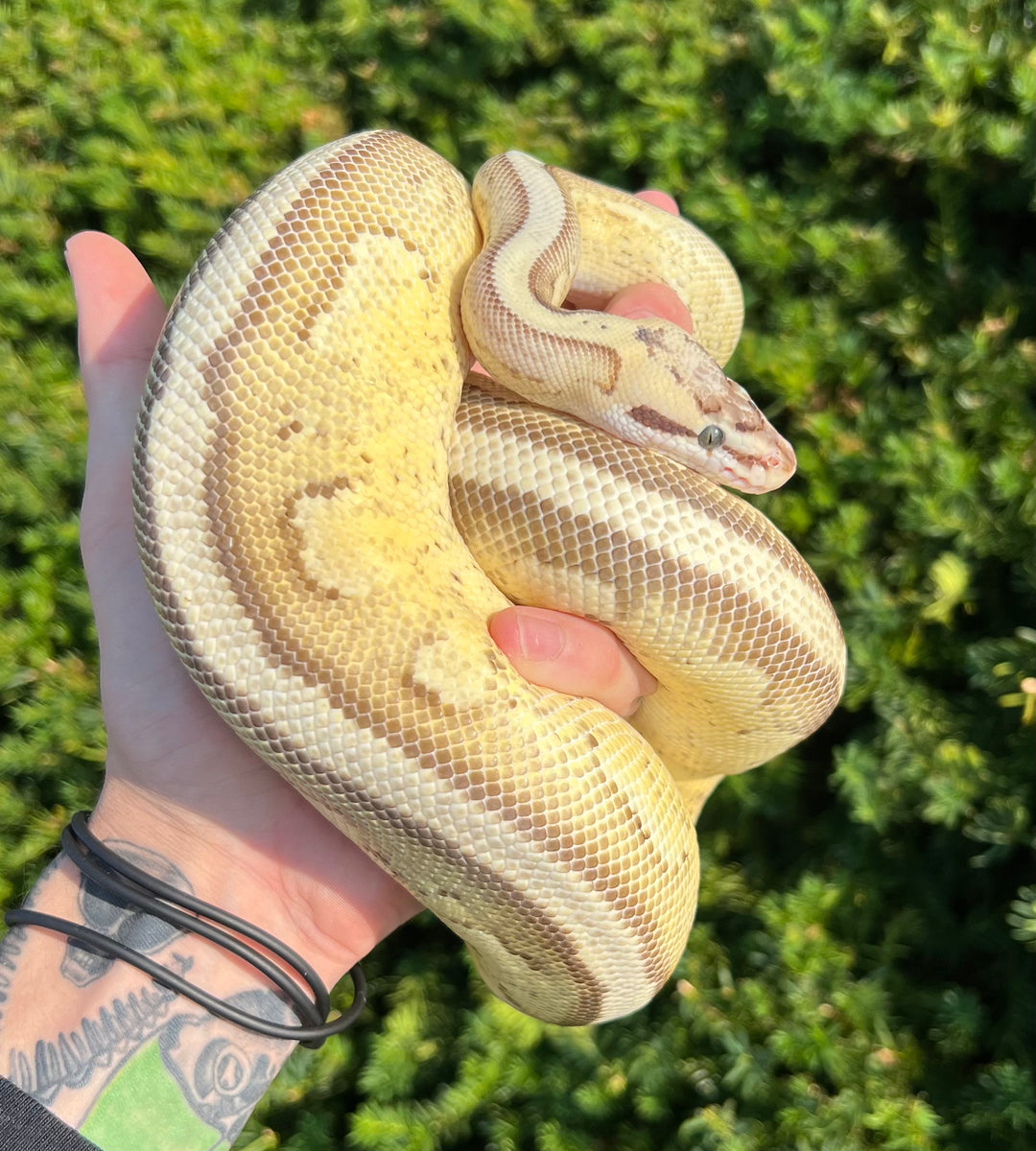 Adult Super Pastel Super Stripe Ball Python (Female) – Scales and Tails ...