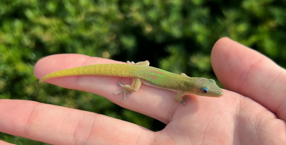 Baby Gold Dust Day Gecko – Scales and Tails of Ohio