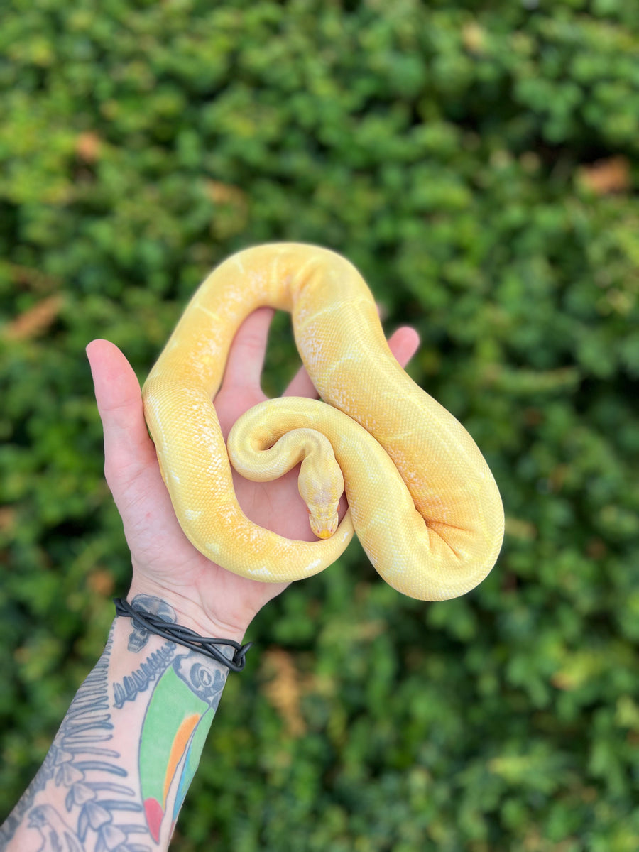 Sub-Adult Albino Pinstripe Ball Python (Female) – Scales and Tails of Ohio